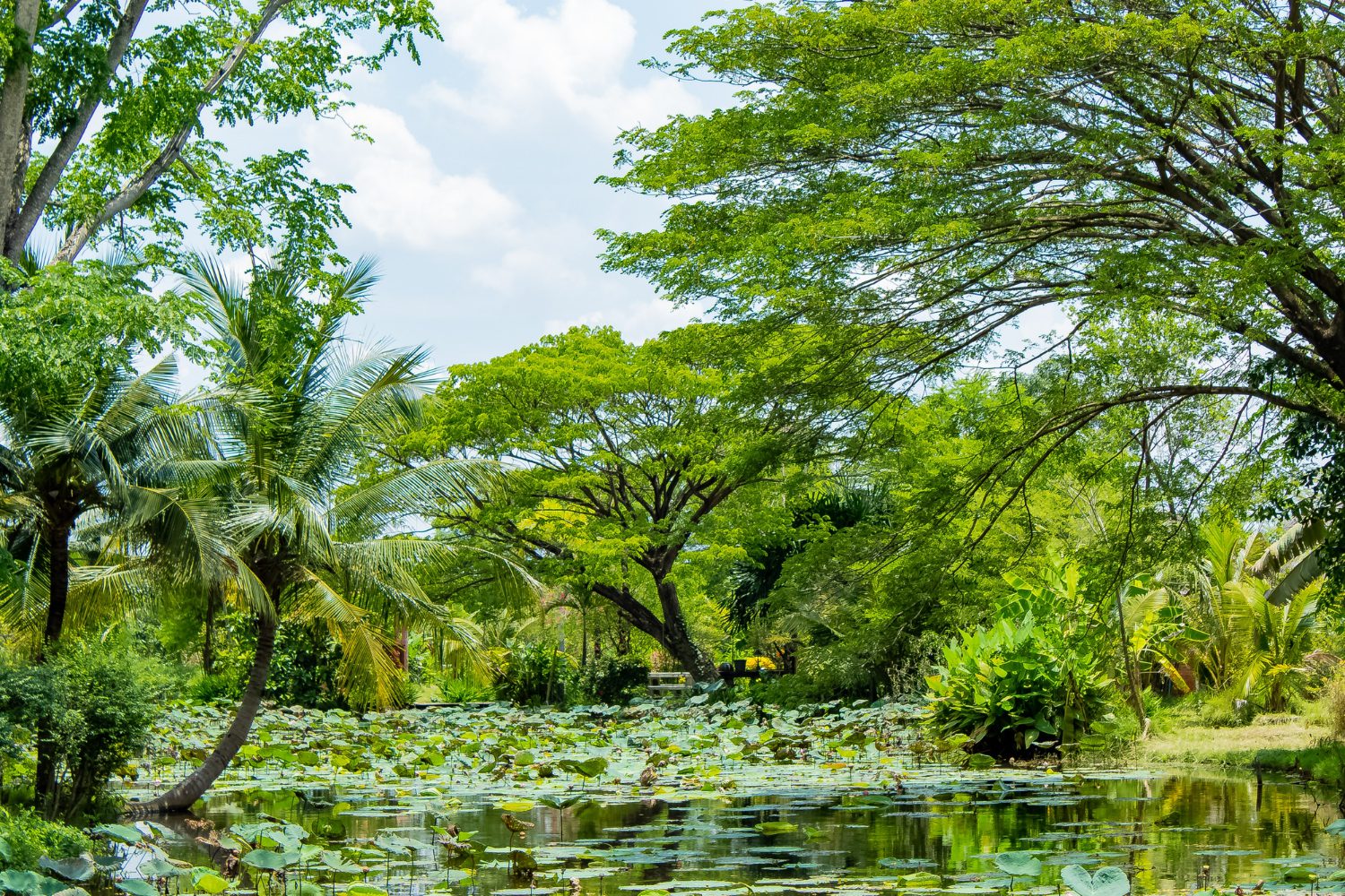 Climate Change: A Growing Threat to Tropical Forest Biodiversity Loss