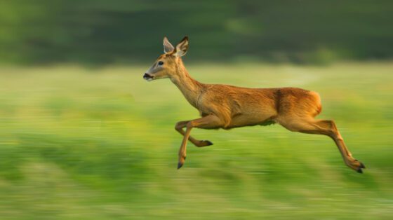 The Evolutionary Significance of Persistence Hunting: Why We Were Born ...