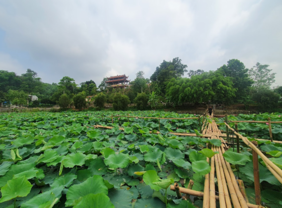 12 Đầm Sen Đẹp Nhất Việt Nam: Mùa Hè Dịu Dàng Giữa Biển Lá Xanh