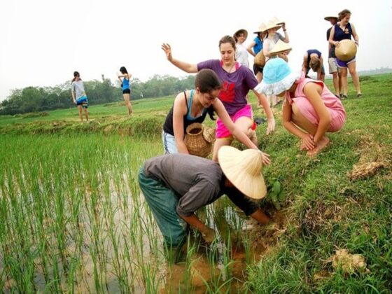Sustainable & Scenic: The Limestone Greenhouses Driving Ninh Binh Tourism