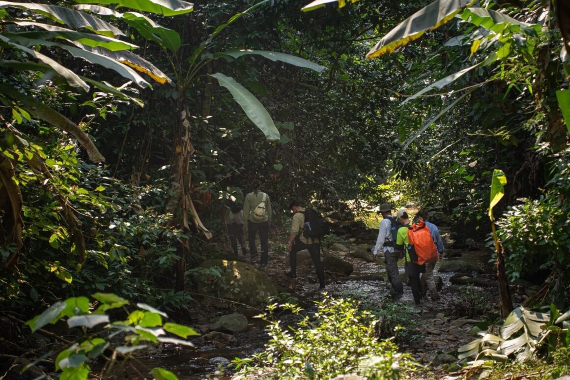 Vietnam’s Top Destinations for Tropical Rainforest Hiking Southeast Asia